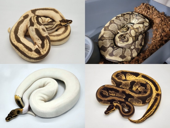 Adult Group(2 Male/2 Female) Ball Python by Custer Constriction
