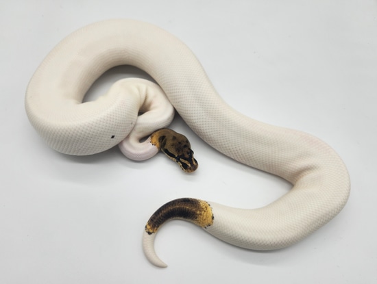 Fire Super Leopard Pied Ball Python by Custer Constriction