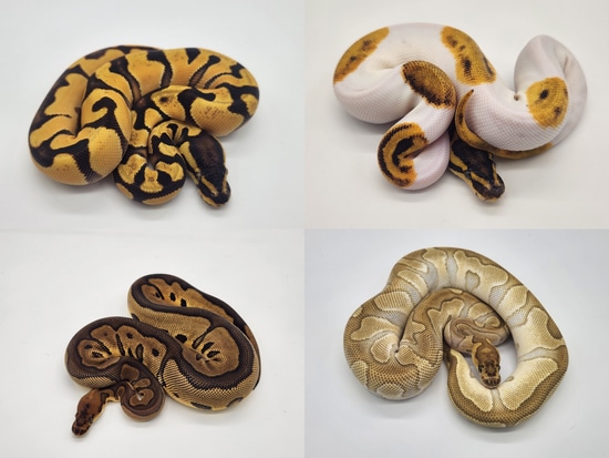 Combo Group(2.2) Ball Python by Custer Constriction