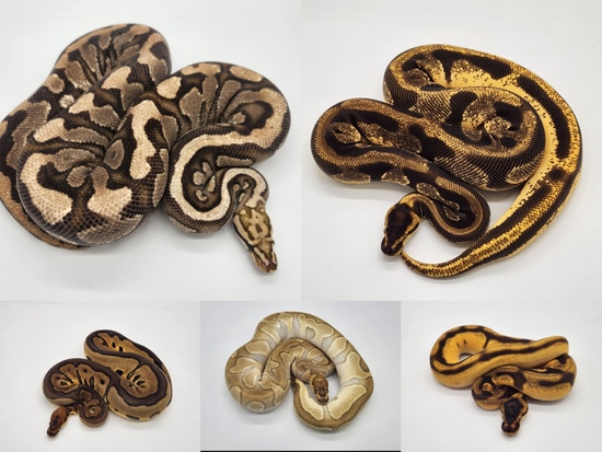 Girl Group Deal Ball Python by Custer Constriction