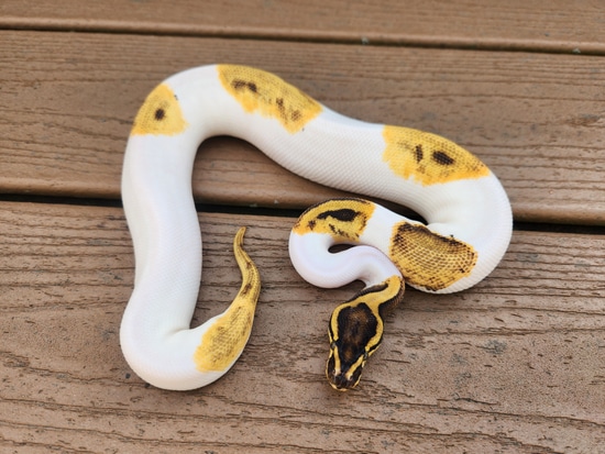 Enchi Fire Leopard Pied Ball Python by Custer Constriction