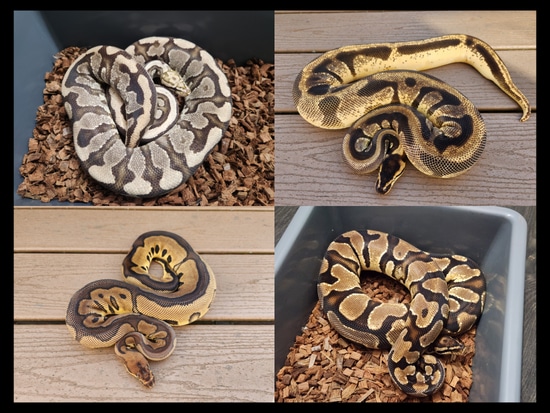 Adult Female Group Of 4 Ball Python by Custer Constriction