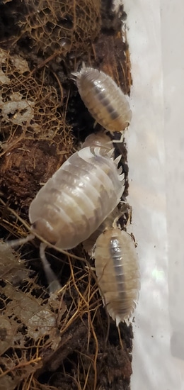 Milkback Isopod Porcellio Laevis by Custom Creatures Pet Shop