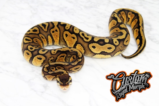 Red Stripe Pastel Ball Python by Custom Royal Morph