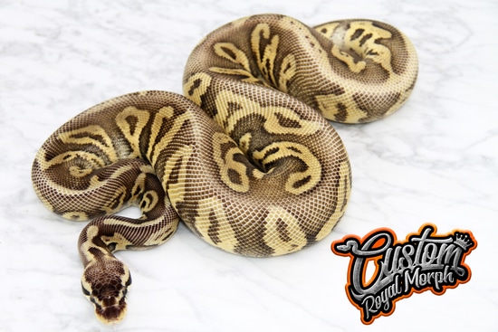 Red Stripe Leopard Pastel Ball Python by Custom Royal Morph