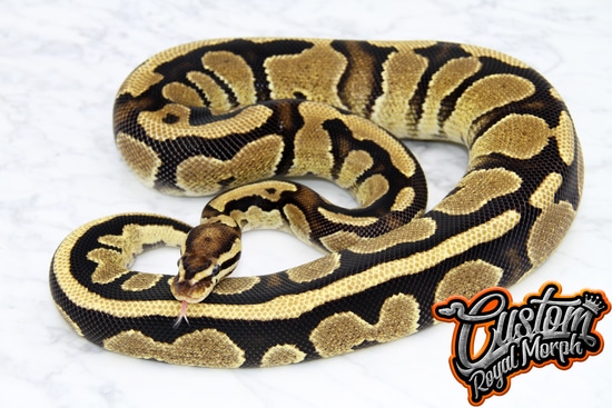 Mahogany Harlequin Fire Het Pied Ball Python by Custom Royal Morph