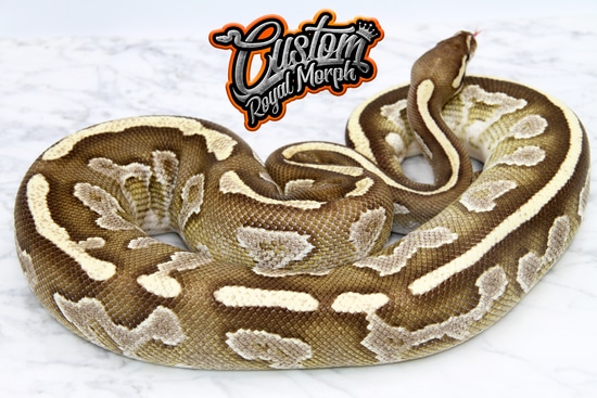 Mojave Fire Yb Het Ultramel Ball Python by Custom Royal Morph