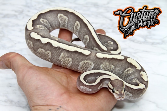 Ghi Mojave Fire Desert Ghost Ball Python by Custom Royal Morph