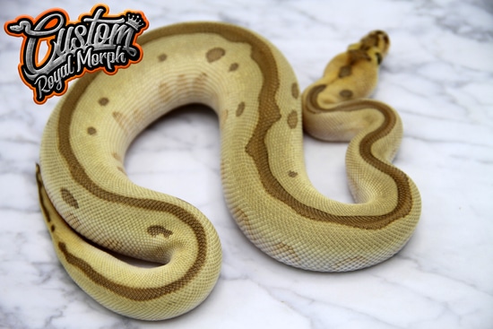 Hra Enchi Leopard Butter Fire Clown Ball Python by Custom Royal Morph