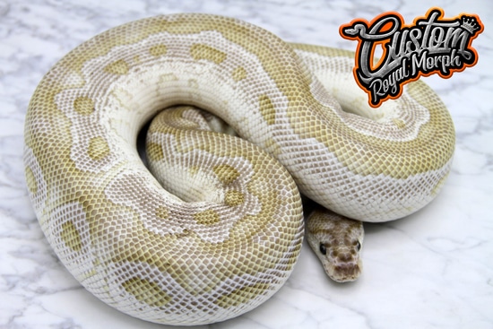 Vpi Axanthic Butter Clown Ball Python by Custom Royal Morph