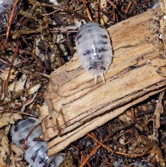 Dairy Cow Porcellio Laevis Isopod by Cutie Pods & Plants