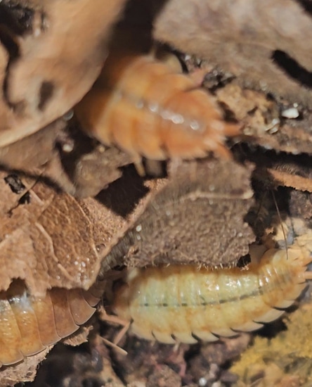 Lemonade Orin Calico (P. Scaber) *ASK ABOUT OUR FREEBIES* Isopod by ...