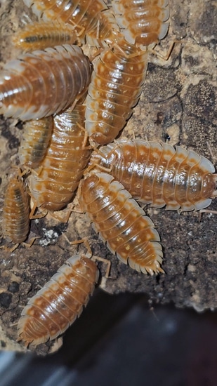 B.C. Maple (Oniscus Asellus) *ASK ABOUT OUR FREEBIES* Isopod by Cutie ...