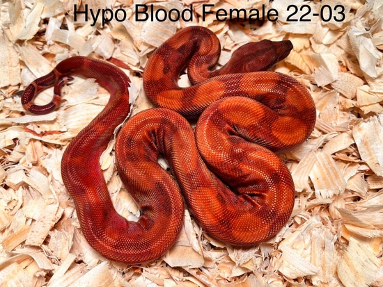Hypo Blood Boa Boa Constrictor by Vin Russo - Cutting Edge ...
