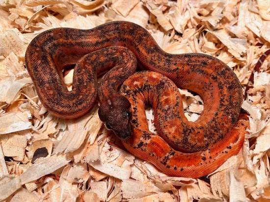 Leopard Boa Salmon Hypo, Hypo Sonora Boa Constrictor by Vin Russo ...