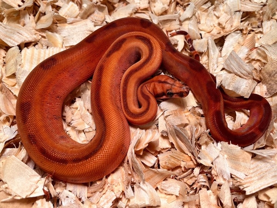 Reduced Pattern Hypo Blood Boa Boa Constrictor by Vin Russo - Cutting ...