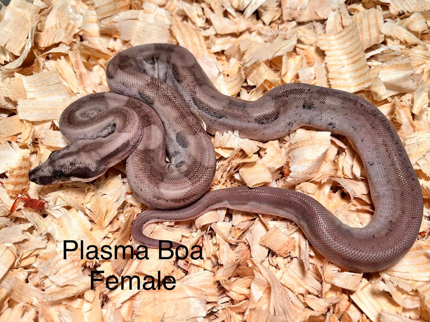 Plasma Boa ( Type 2 Anery, Blood & Hypo Or Ghost Blood ) 2021 Model Boa ...
