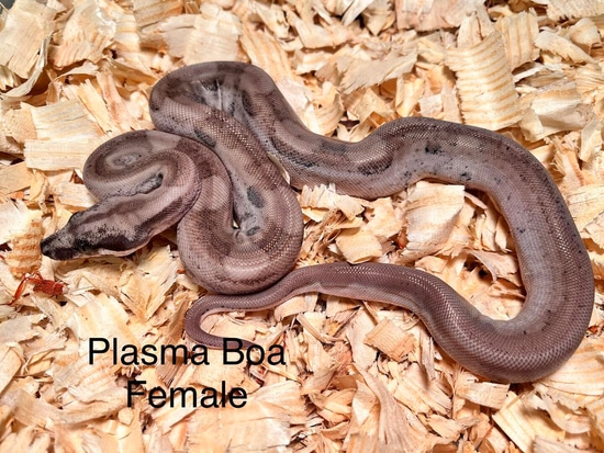 Plasma Boa ( Type 2 Anery, Blood & Hypo Or Ghost Blood ) 2021 Model Boa ...