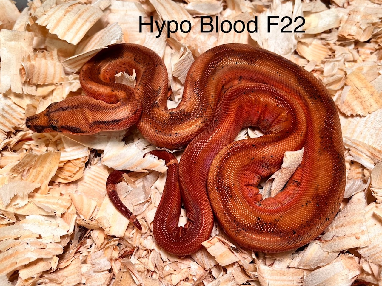 Reduced Pattern Hypo Blood Boa Boa Constrictor by Vin Russo - Cutting ...