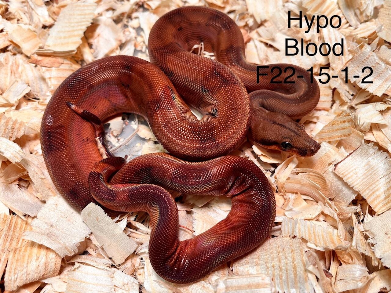Hypo Blood Boa Boa Constrictor by Vin Russo - Cutting Edge ...
