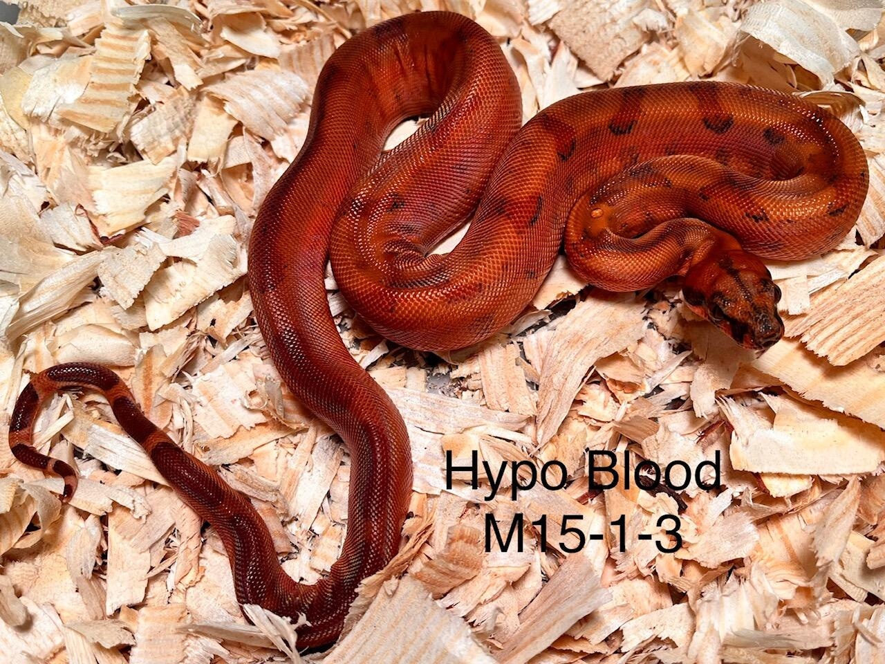 Hypo Blood Boa Boa Constrictor by Vin Russo - Cutting Edge ...