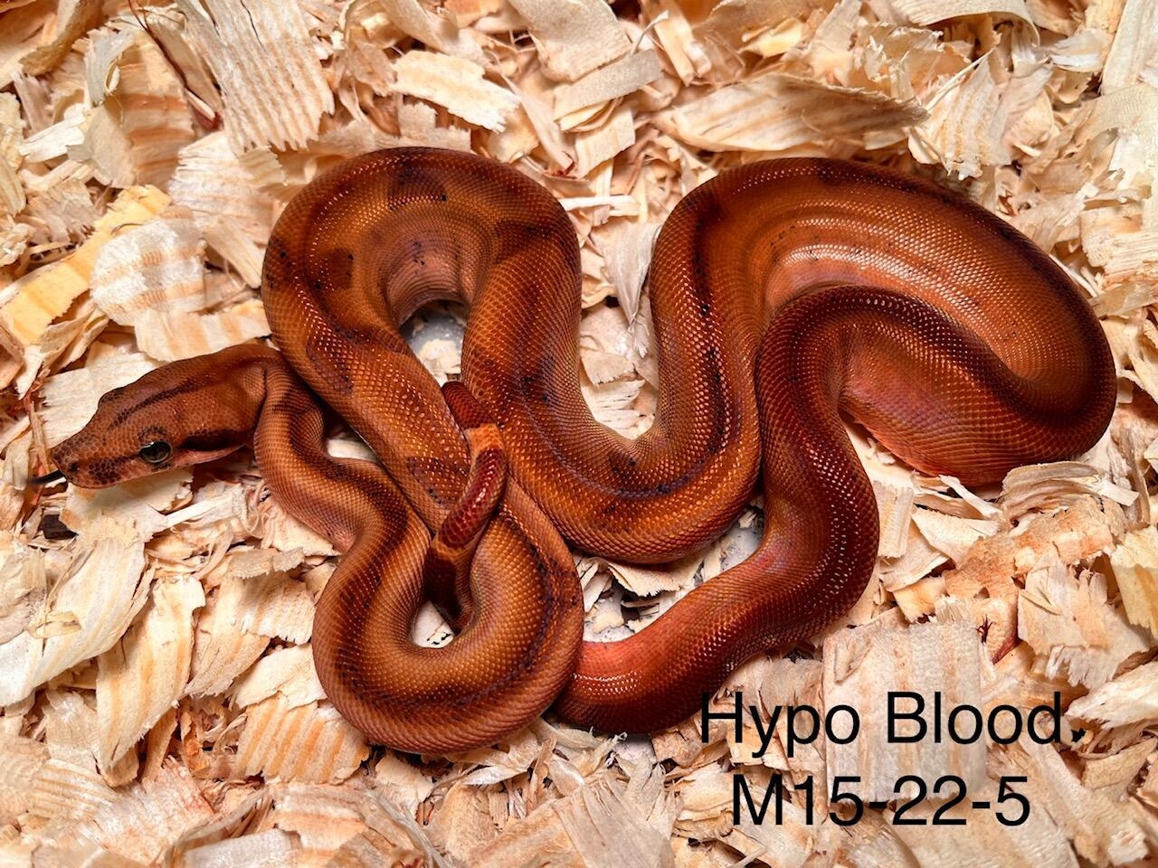 Reduced Pattern Hypo Blood Boa Boa Constrictor by Vin Russo - Cutting ...