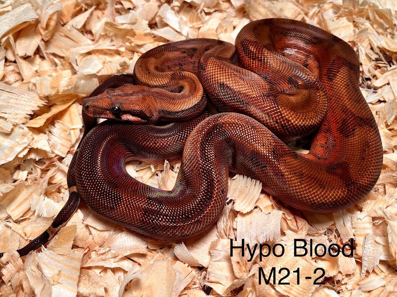 Hypo Blood Boa ( Burgandy Phase ) Boa Constrictor by Vin Russo ...