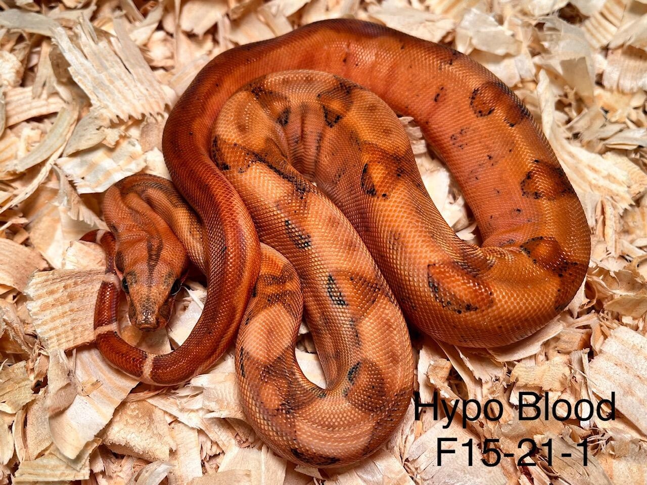 Hypo Blood Boa Boa Constrictor by Vin Russo - Cutting Edge ...