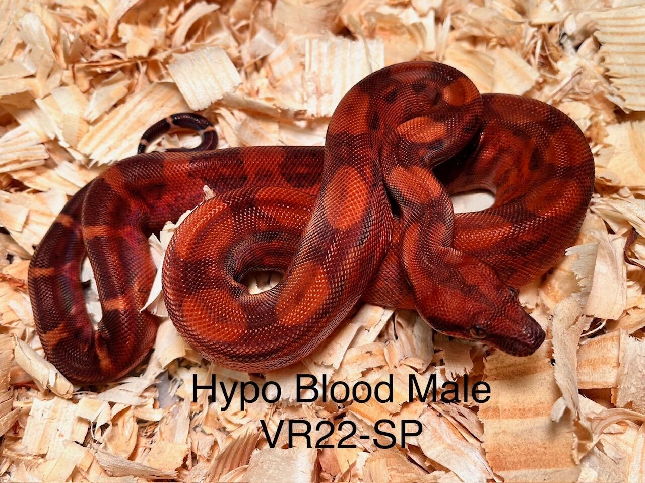 Hypo Blood Boa AAA+ Grade ( One Of My Best Ever ) Boa Constrictor by ...