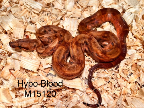 Hypo Blood Boa Boa Constrictor by Vin Russo - Cutting Edge ...