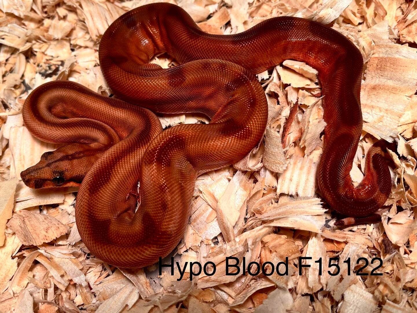 Hypo Blood Boa Constrictor by Vin Russo - Cutting Edge Herpetological ...