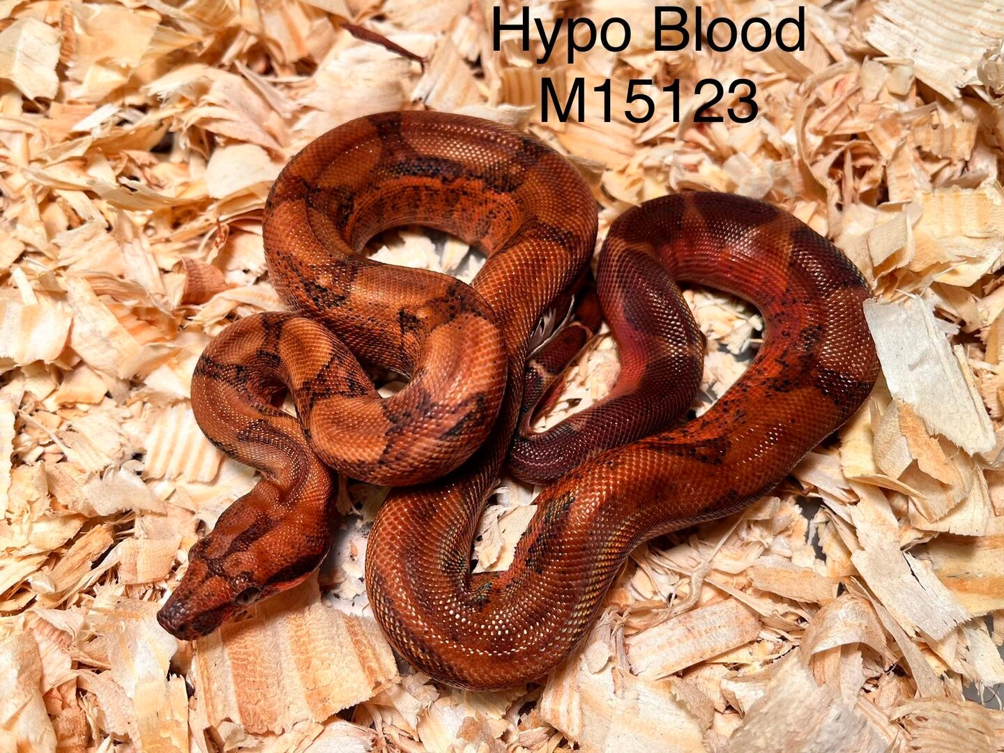 Hypo Blood Boa Boa Constrictor by Vin Russo - Cutting Edge ...