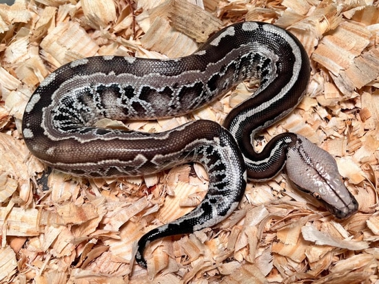 Tuxedo Phase Sumatran Chrome Head Short Tailed Python Sumatran Short ...