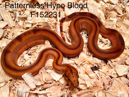 Hypo Blood Paternless Boa Constrictor by Vin Russo - Cutting Edge ...
