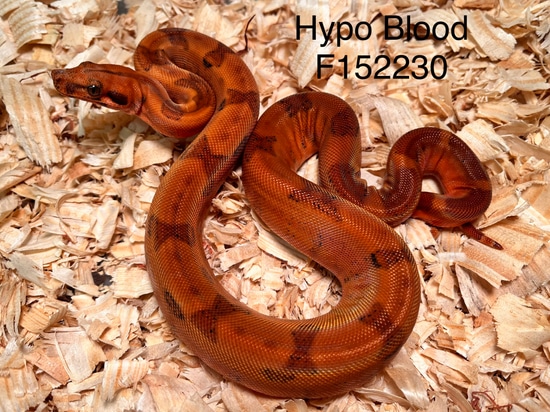 Hypo Blood Boa Boa Constrictor by Vin Russo - Cutting Edge ...