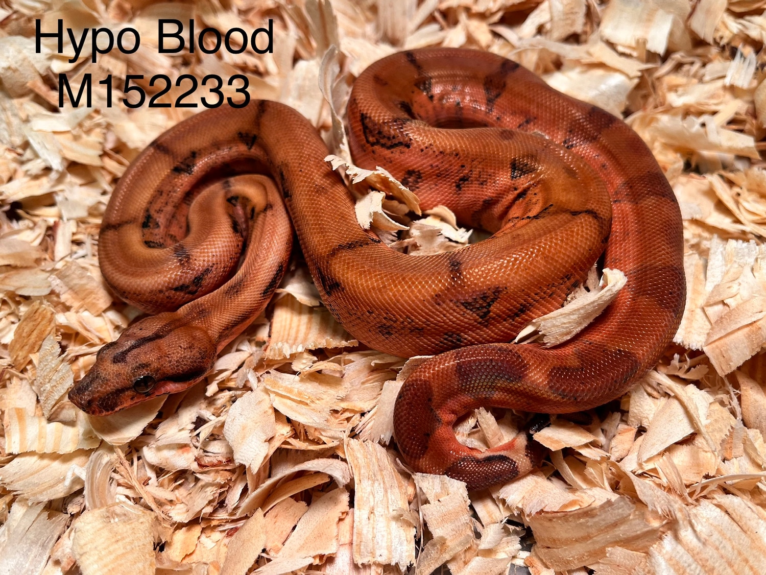 Hypo Blood Boa Boa Constrictor by Vin Russo - Cutting Edge ...