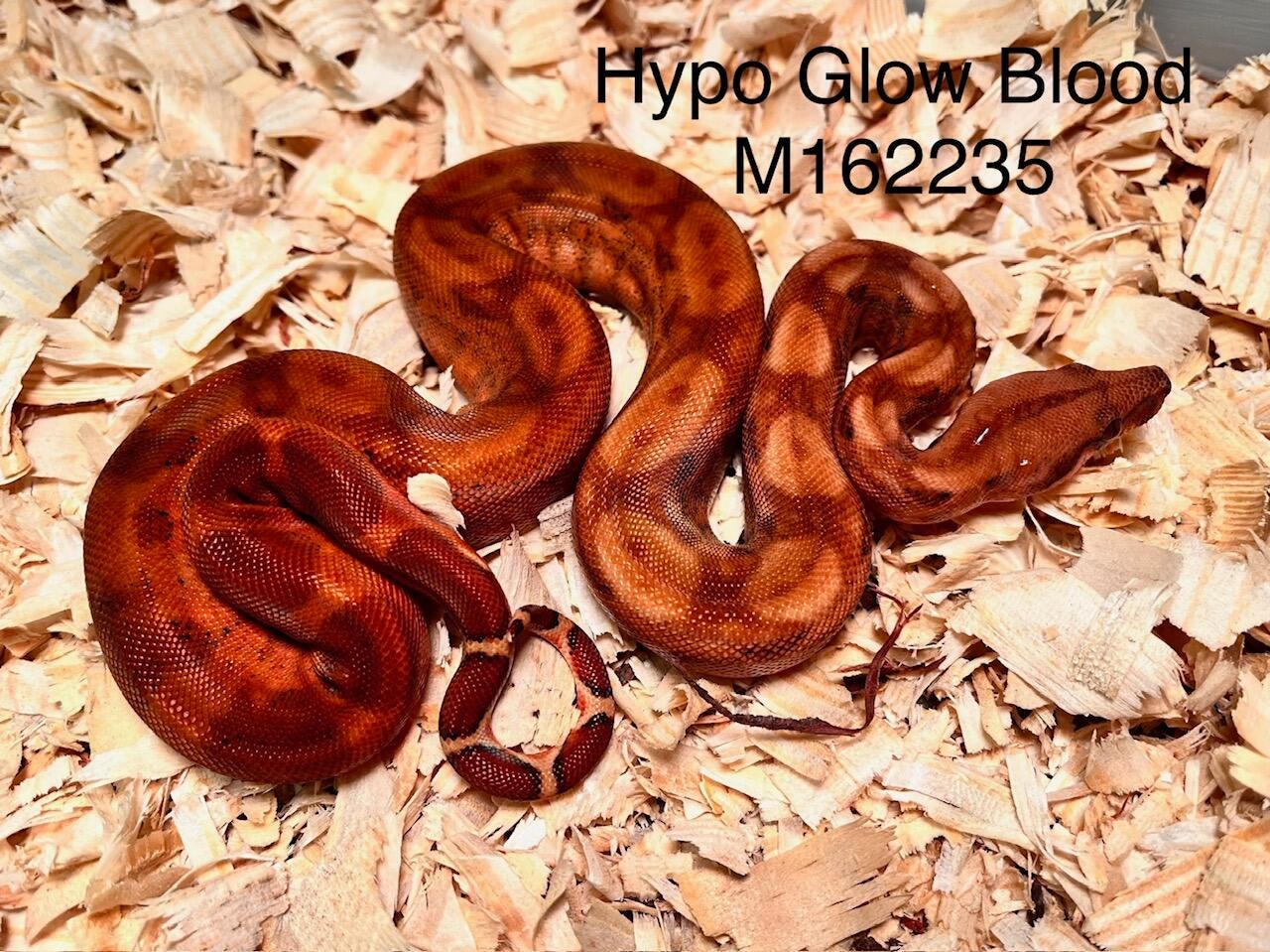 Hypo Glow Blood Boa Boa Constrictor by Vin Russo - Cutting Edge ...