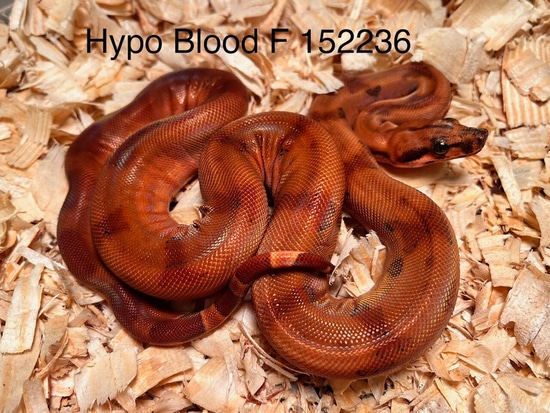 Hypo Blood Boa Boa Constrictor by Vin Russo - Cutting Edge ...