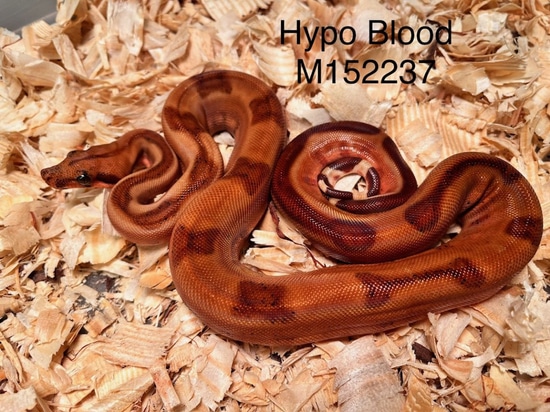 Hypo Blood Boa Boa Constrictor by Vin Russo - Cutting Edge ...