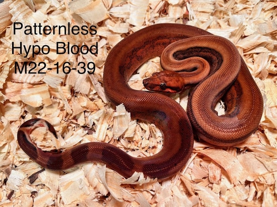 Patternless Hypo Blood Boa Boa Constrictor by Vin Russo - Cutting Edge ...
