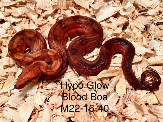 Hypo Glow Blood Boa Boa Constrictor by Vin Russo - Cutting Edge ...