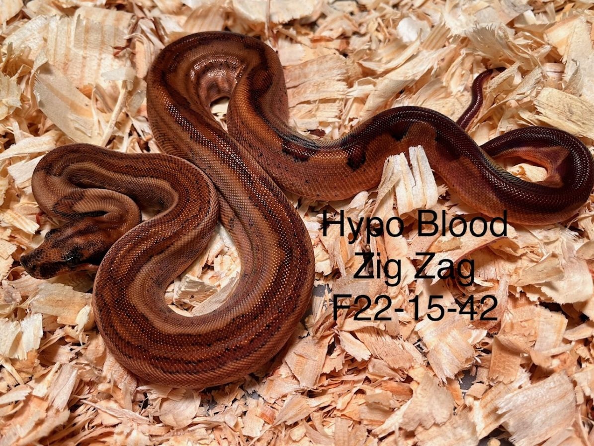 Hypo Blood Zig Zag Pattern Boa Constrictor by Vin Russo - Cutting Edge ...