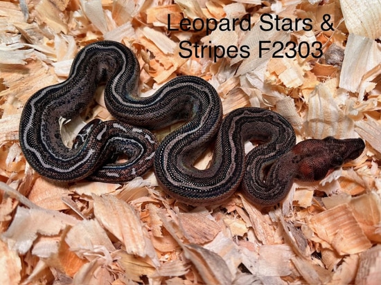 Leopard Boa Stars & Stripes Boa Constrictor by Vin Russo - Cutting Edge ...