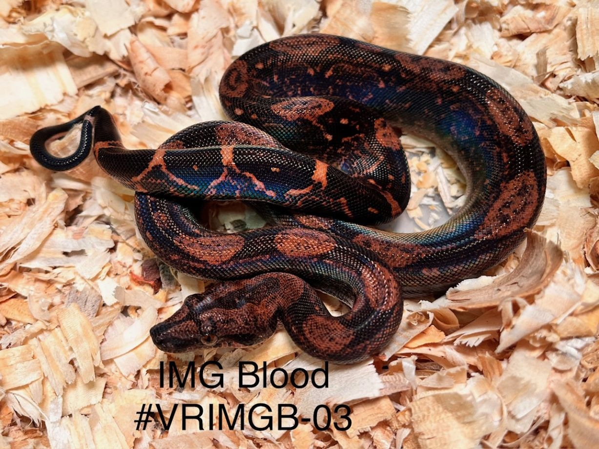 IMG Blood Boa Boa Constrictor by Vin Russo - Cutting Edge ...