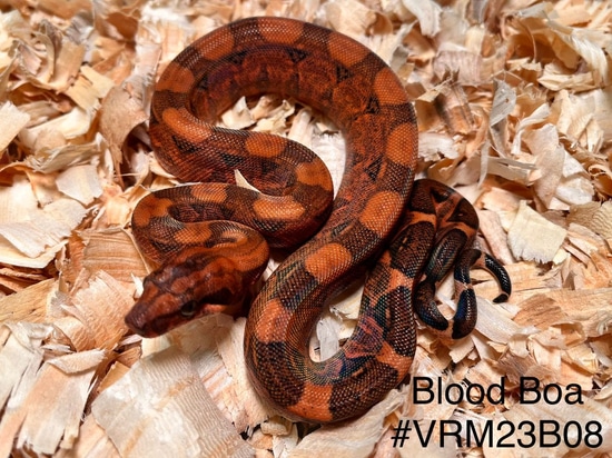Blood Boa Nicaraguan Boa Constrictor by Vin Russo - Cutting Edge ...