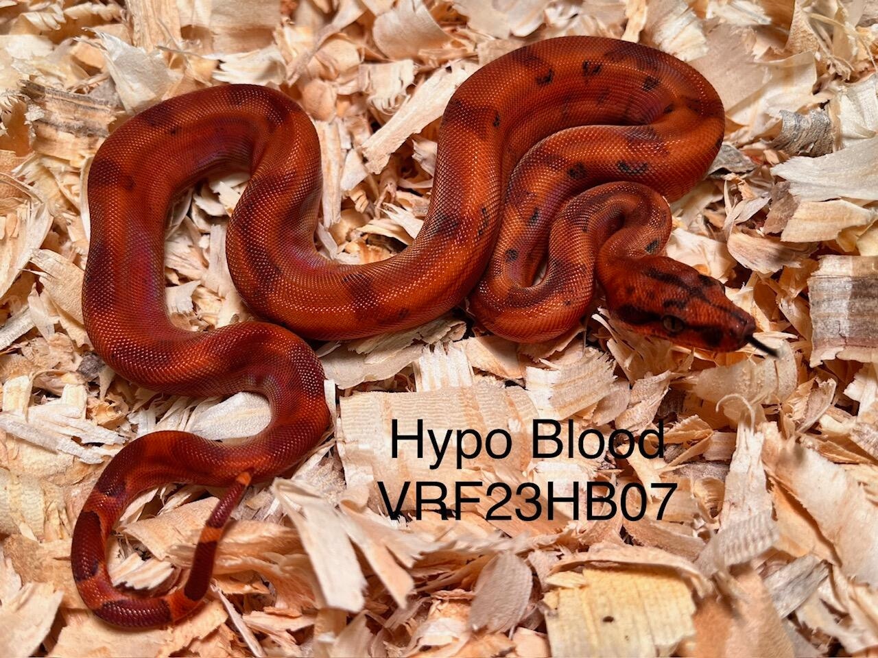 Hypo Blood Boa Nicaraguan Boa Constrictor by Vin Russo - Cutting Edge ...