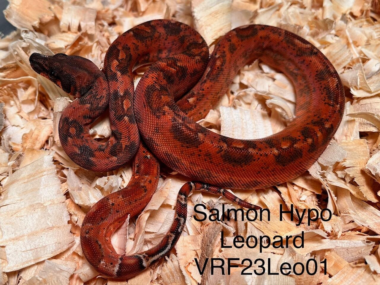 Salmon Hypo Leopard Boa Constrictor by Vin Russo - Cutting Edge ...