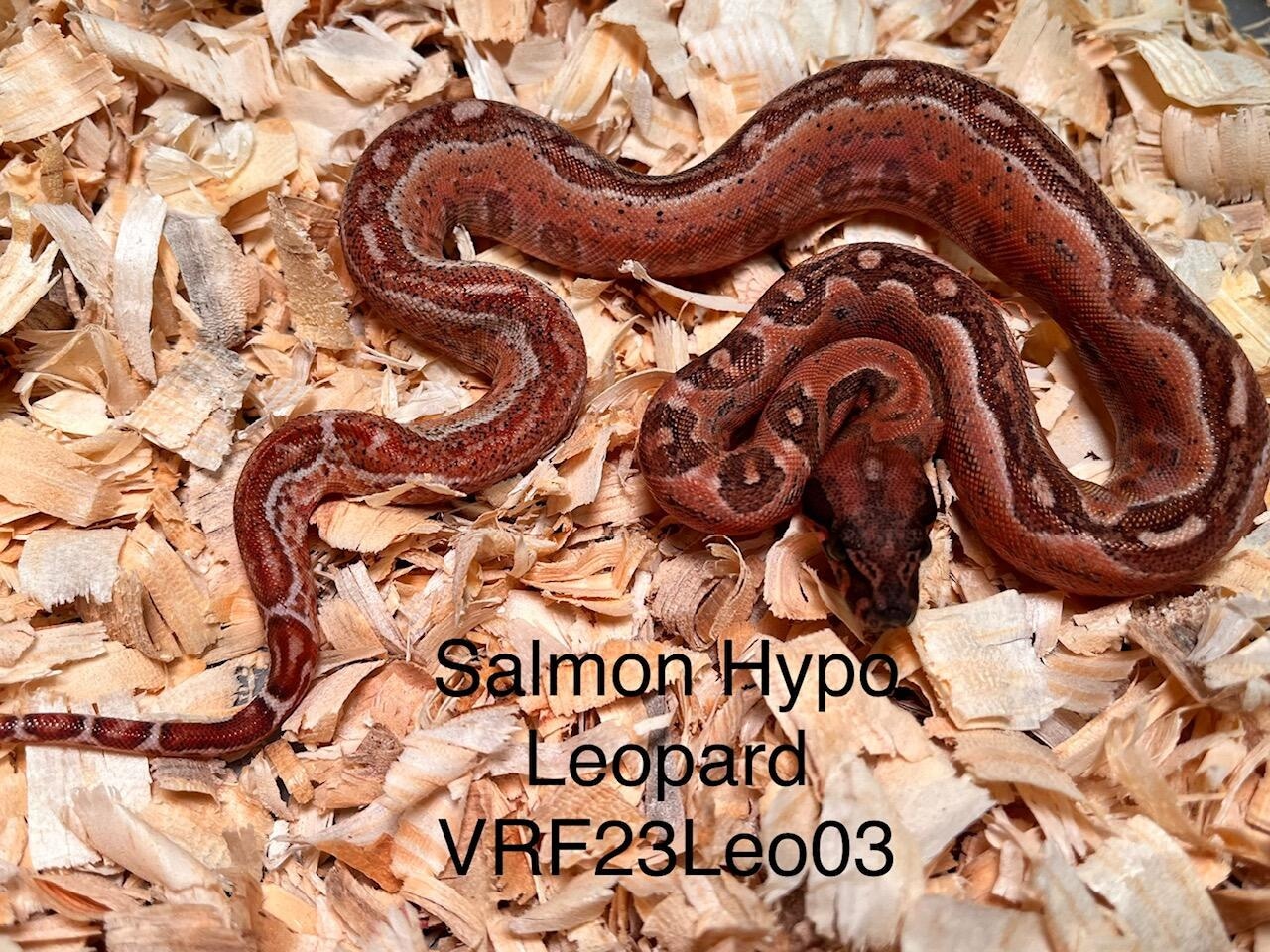Salmon Hypo Leopard Boa Constrictor by Vin Russo - Cutting Edge ...