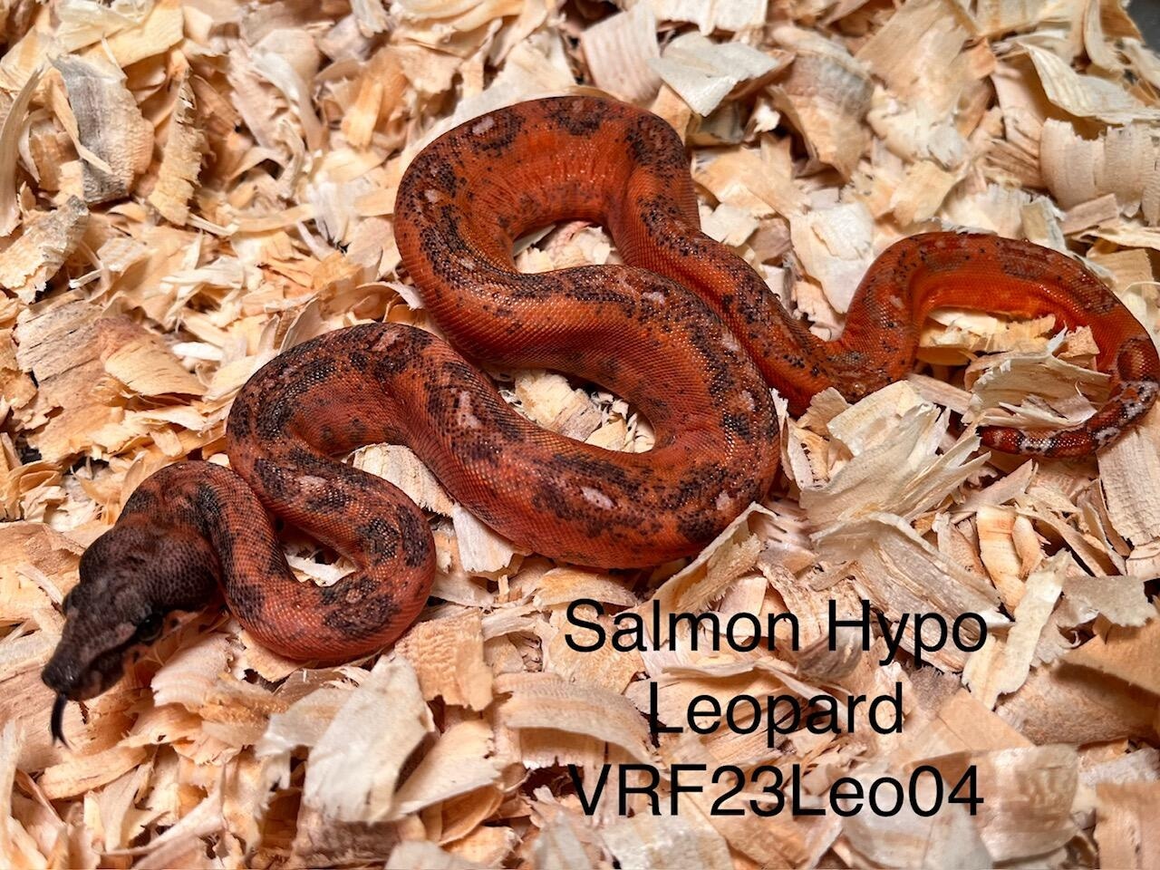 Salmon Hypo Leopard Boa Constrictor by Vin Russo - Cutting Edge ...