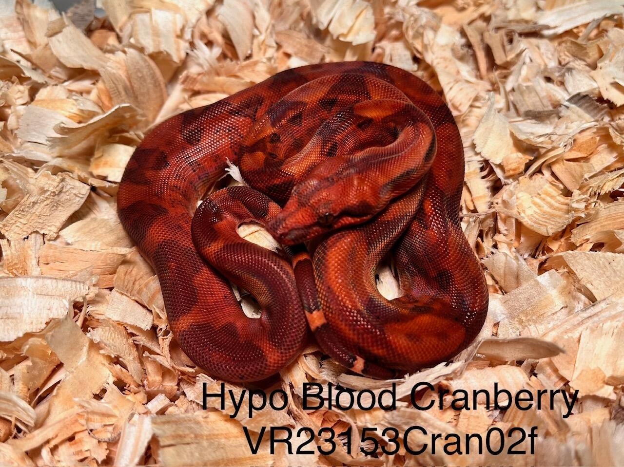 Hypo Blood Boa Cranberry Boa Constrictor by Vin Russo - Cutting Edge ...